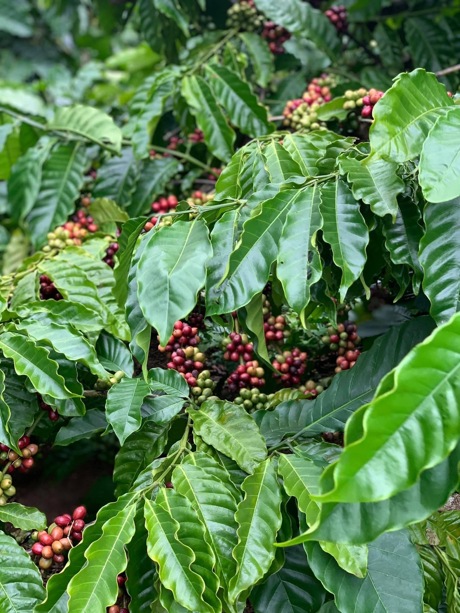 Coffee&Tea VN - Nhà cung cấp Cà phê, Trà và Thiết bị pha chế số 1